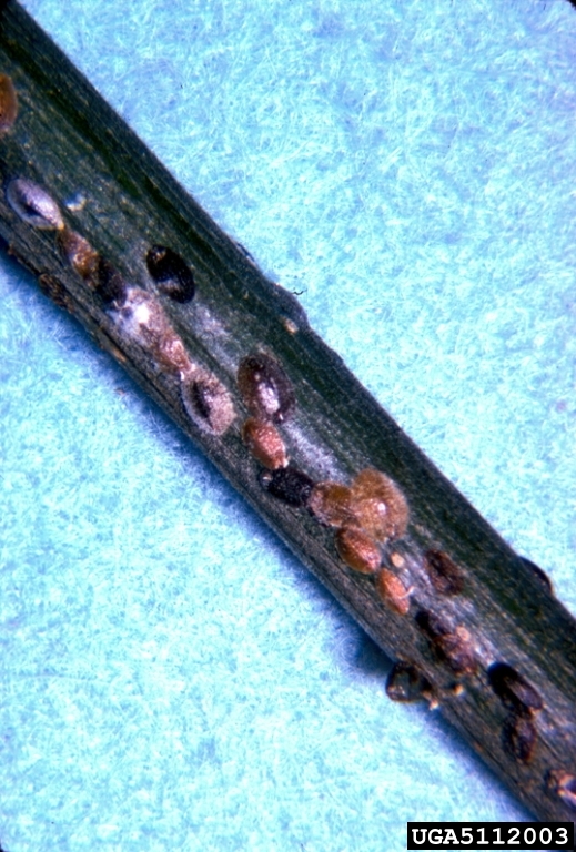 wax scale (Parthenolecanium pruinosum ) on ash (Fraxinus spp. ) - 5112003