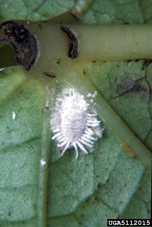 mealybugs (Genus Pseudococcus)