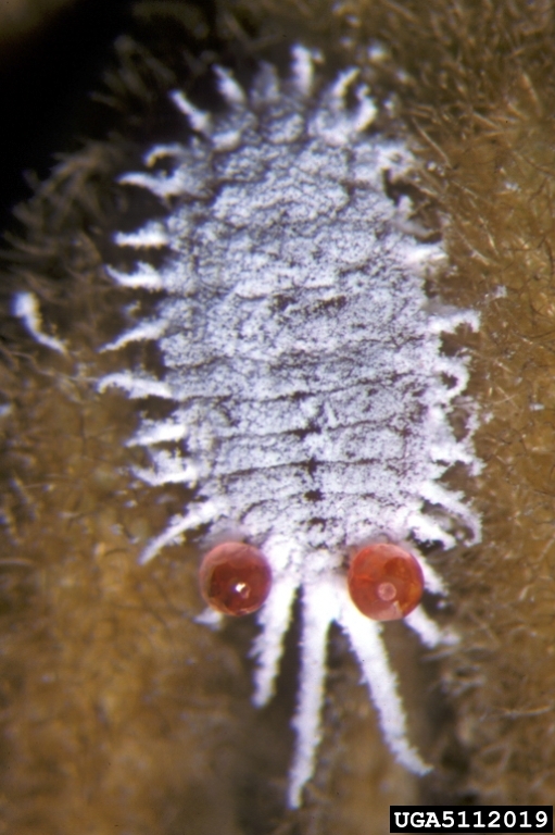 mealybugs (Genus Pseudococcus)