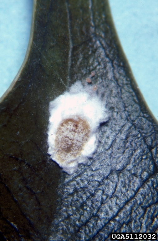 green shield scale (Pulvinaria psidii Maskell)