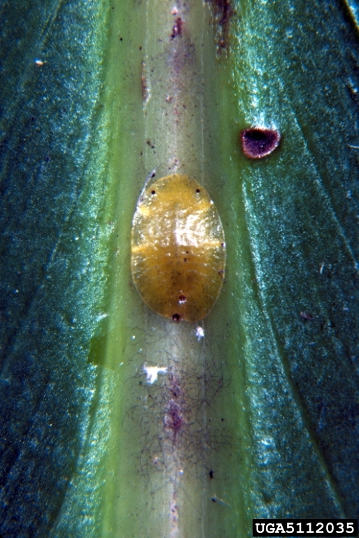 green shield scale (Pulvinaria psidii Maskell)