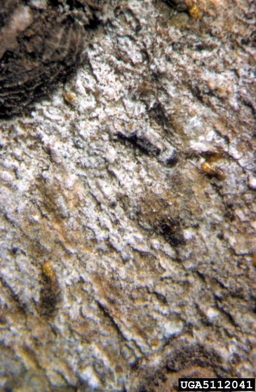 armored scale (Andaspis punicae ) on weeping fig (Ficus benjamina ...