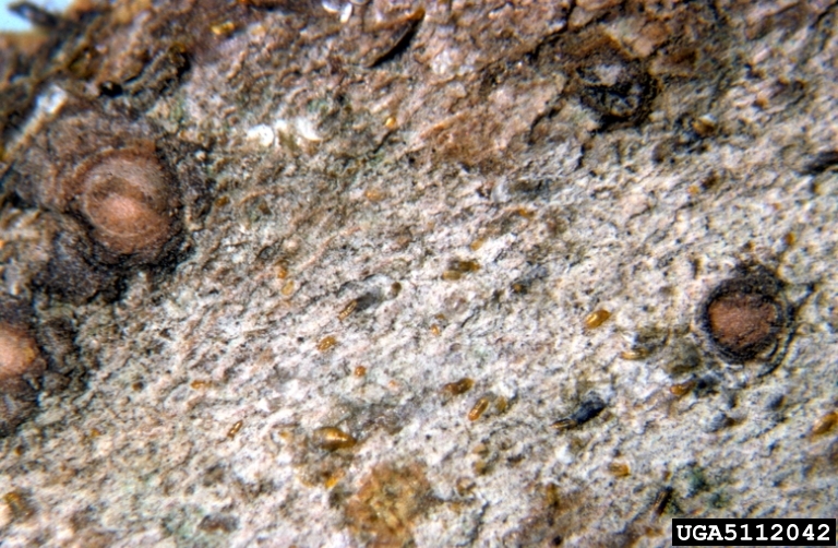 armored scale (Andaspis punicae (Laing, 1929))