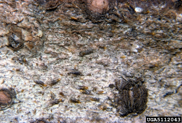 armored scale (Andaspis punicae)