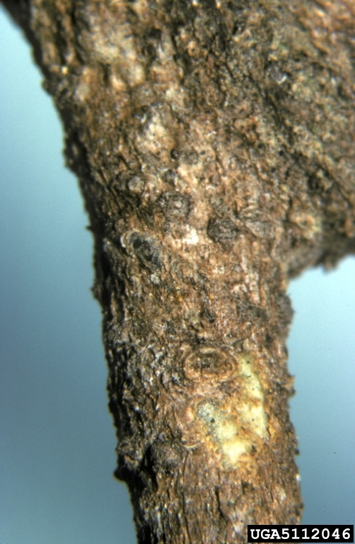 armored scale (Andaspis punicae)