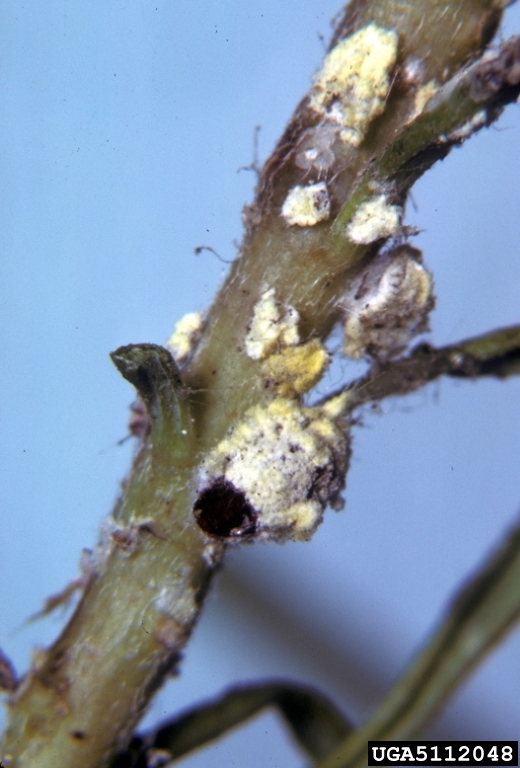 cottony cushion scale (Icerya purchasi)