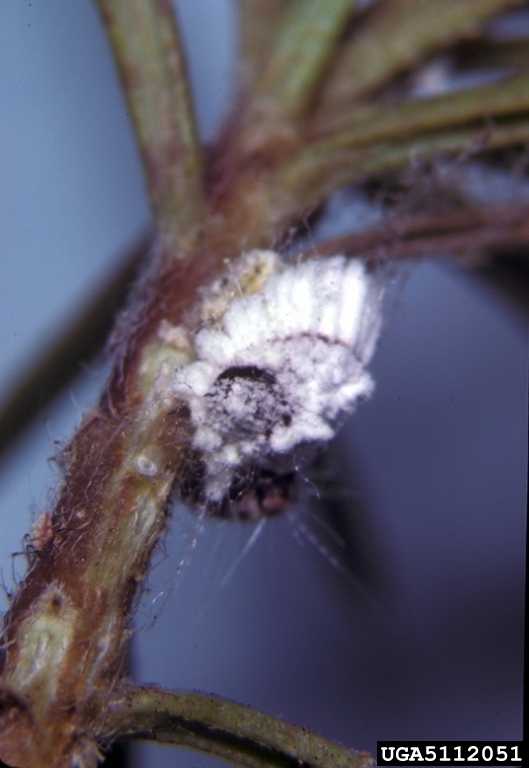 cottony cushion scale (Icerya purchasi)