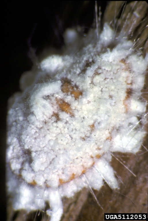 cottony cushion scale (Icerya purchasi)