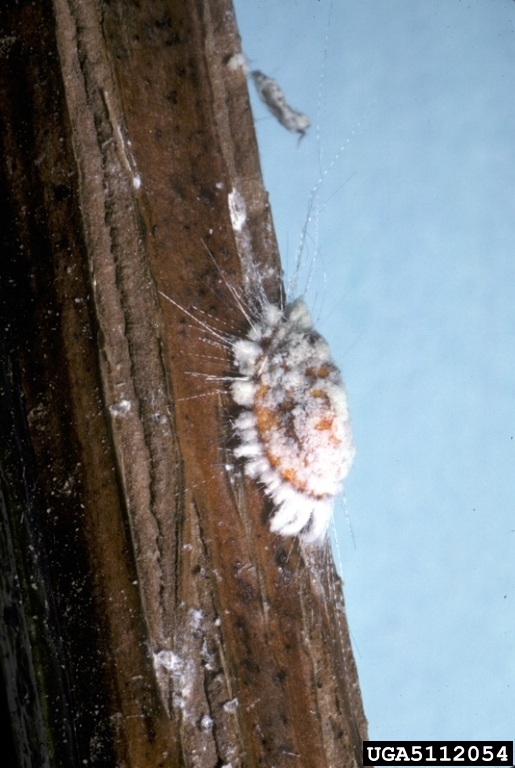 cottony cushion scale (Icerya purchasi Maskell)