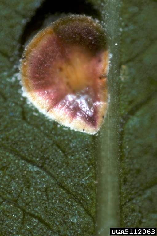 pyriform scale (Protopulvinaria pyriformis)