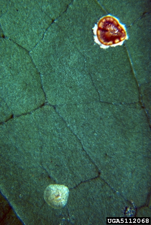 pyriform scale, Protopulvinaria pyriformis (Hemiptera: Coccidae) - 5112068