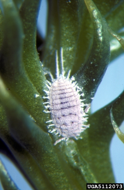 mealybug (Pseudococcus lycopodii)