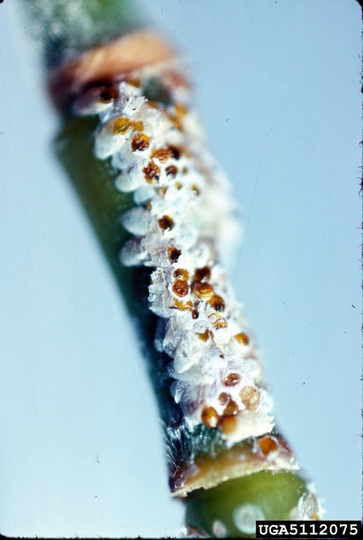 armored scales (Genus Odonaspis)