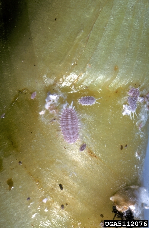 mealybugs (Genus Pseudococcus Westwood, 1840)