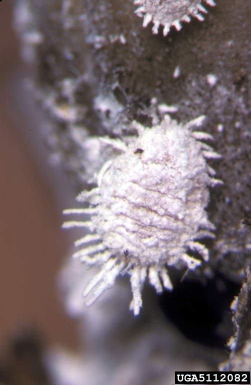 mealybugs (Genus Pseudococcus Westwood, 1840)
