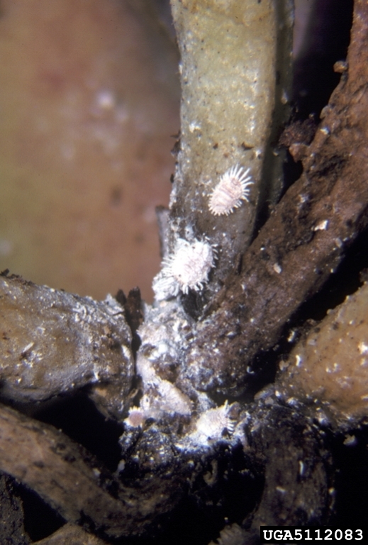 mealybugs (Genus Pseudococcus Westwood, 1840)