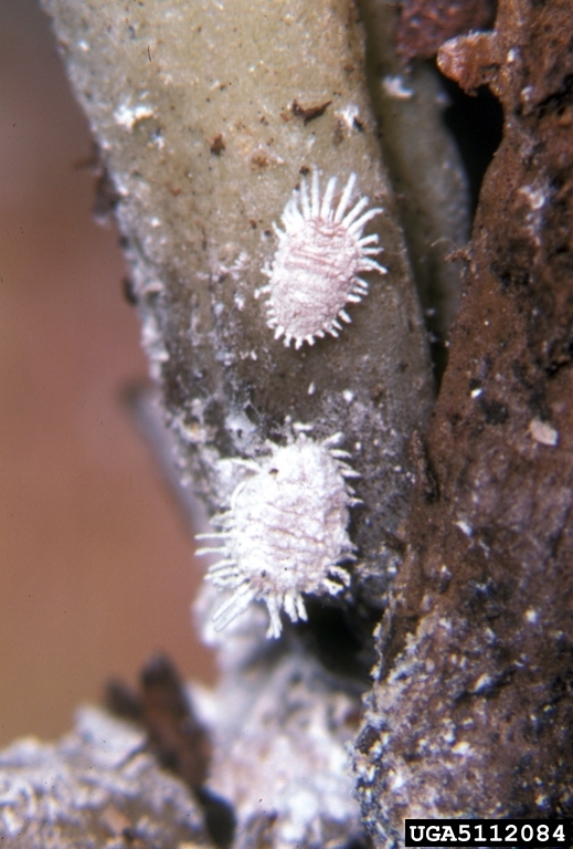 mealybugs (Genus Pseudococcus)