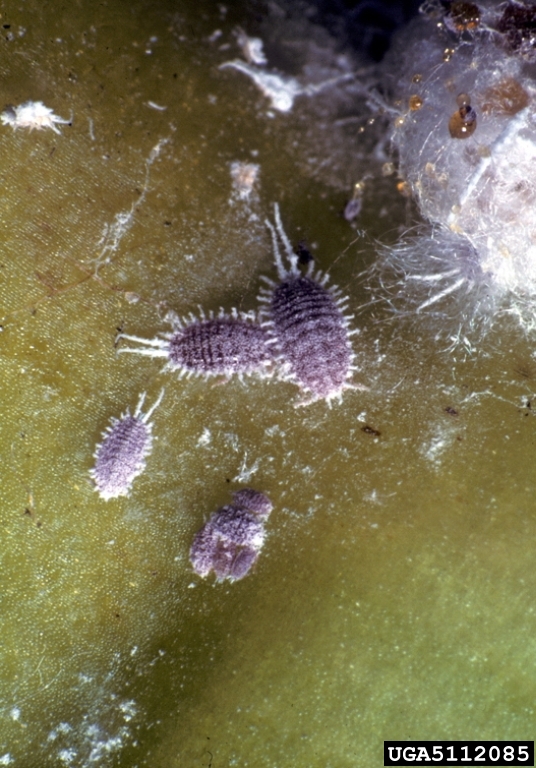 mealybugs (Genus Pseudococcus Westwood, 1840)