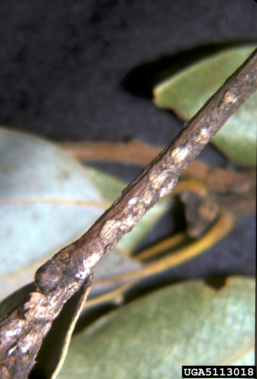 armored scale (Quernaspis quercus Comstock, 1881)
