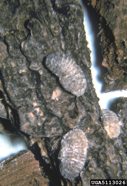 giant coccids (Xylococculus quercus Ehrhorn, 1900)