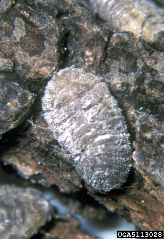 giant coccids (Xylococculus quercus Ehrhorn, 1900)