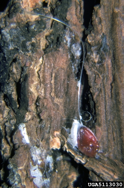 giant coccids (Xylococculus quercus)