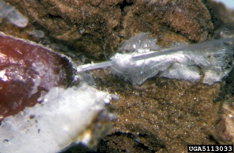 giant coccids (Xylococculus quercus Ehrhorn, 1900)