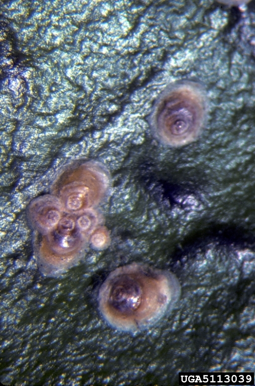 greedy scale (Hemiberlesia rapax (Comstock))