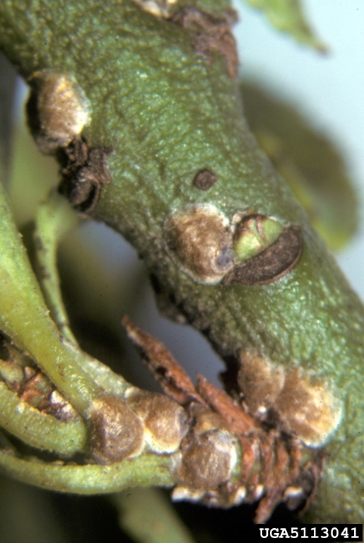 greedy scale (Hemiberlesia rapax (Comstock))