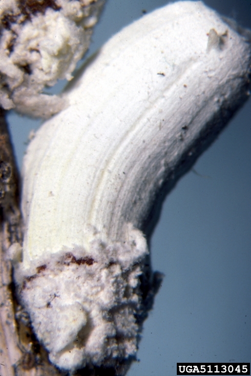 giant coccids (Icerya rileyi Cockerell, 1895)