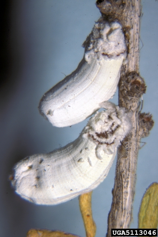 giant coccids (Icerya rileyi)