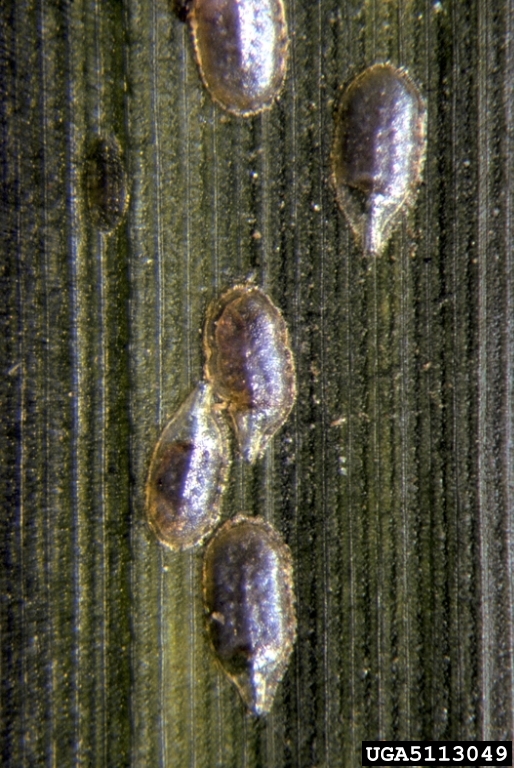 Miliaris pit scale (Bambusaspis miliaris)