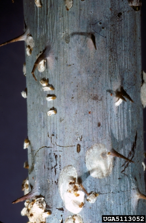 rose scale (Aulacaspis rosae (Bouché))