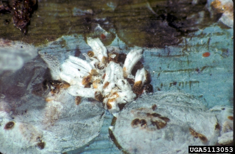 rose scale (Aulacaspis rosae (Bouché))