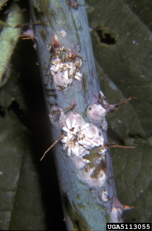 rose scale (Aulacaspis rosae ) on cane fruit (blackberry, raspberry ...