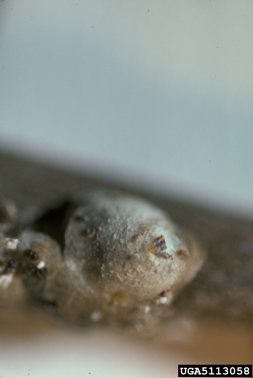 rose scale (Aulacaspis rosae)