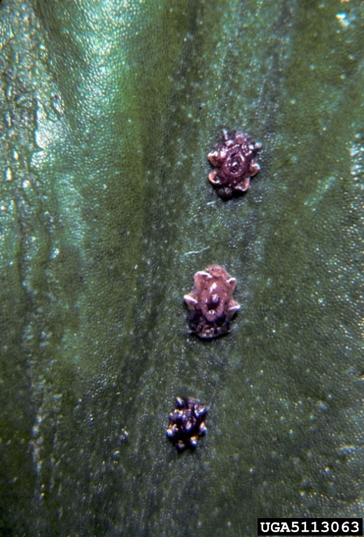 red wax scale (Ceroplastes rubens)