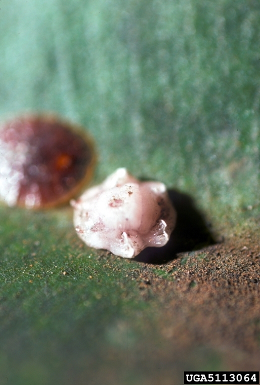 red wax scale (Ceroplastes rubens)