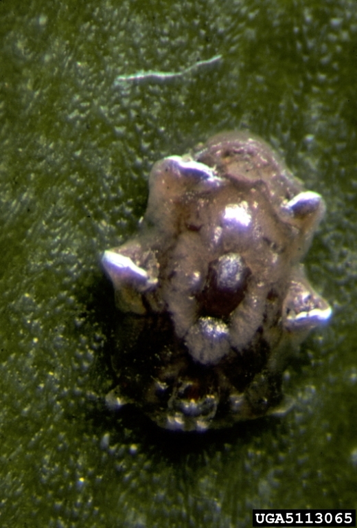 red wax scale (Ceroplastes rubens Maskell)