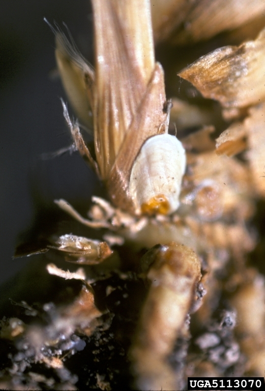 armored scale, Odonaspis ruthae (Hemiptera: Diaspididae) - 5113070