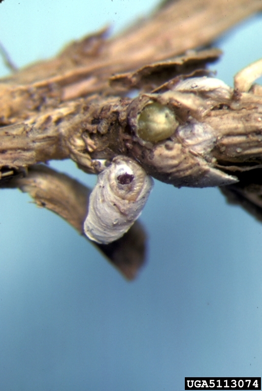 armored scale (Odonaspis ruthae)