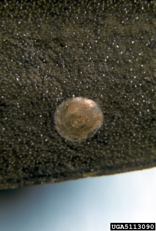 armored scales (Genus Schizentaspidus Mamet, 1958)