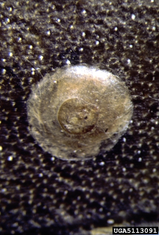 armored scales (Genus Schizentaspidus)