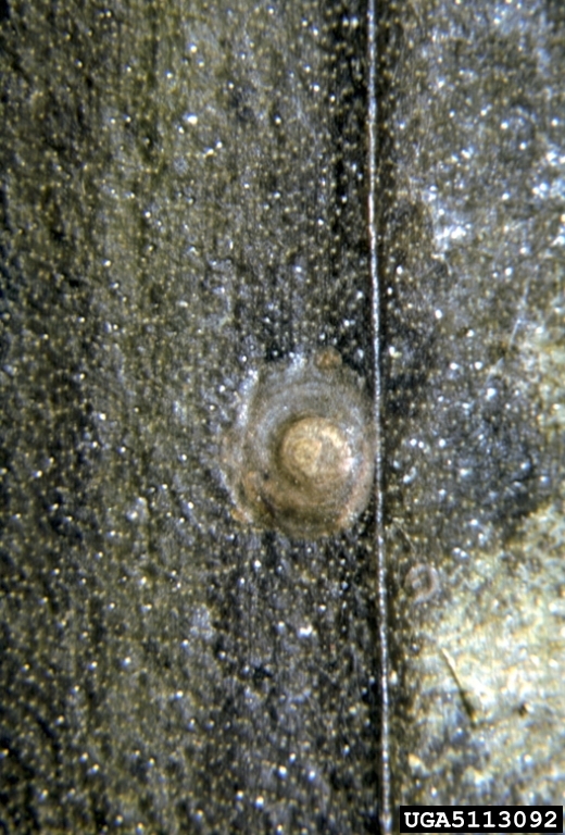 armored scales (Genus Schizentaspidus)