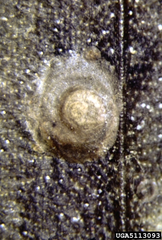 armored scales (Genus Schizentaspidus Mamet, 1958)