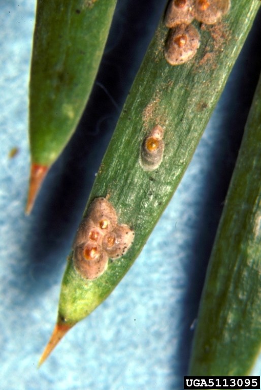 armored scale (Cupressaspis shastae (Coleman))