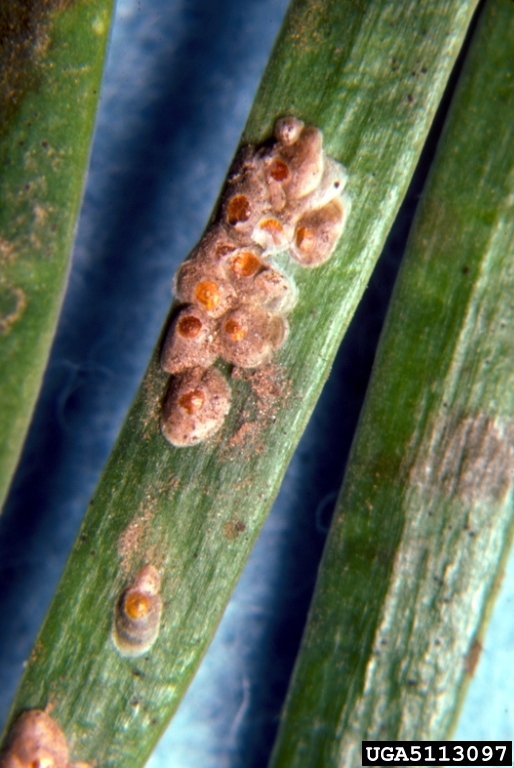 armored scale (Cupressaspis shastae)