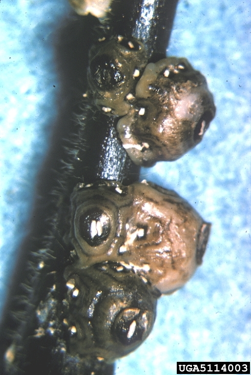 wax scale (Ceroplastes sinensis)