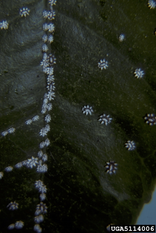 wax scale (Ceroplastes sinensis)