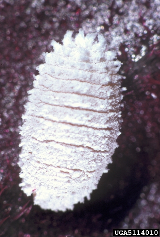solanum mealybug (Phenacoccus solani)